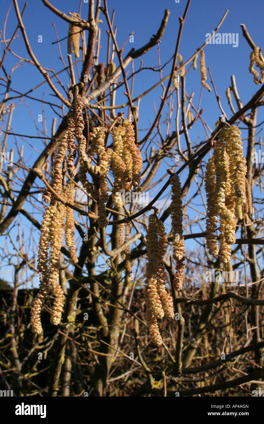 Hazel Tree (Corylus maxima) Kentish Cob Stock Photo - Alamy
