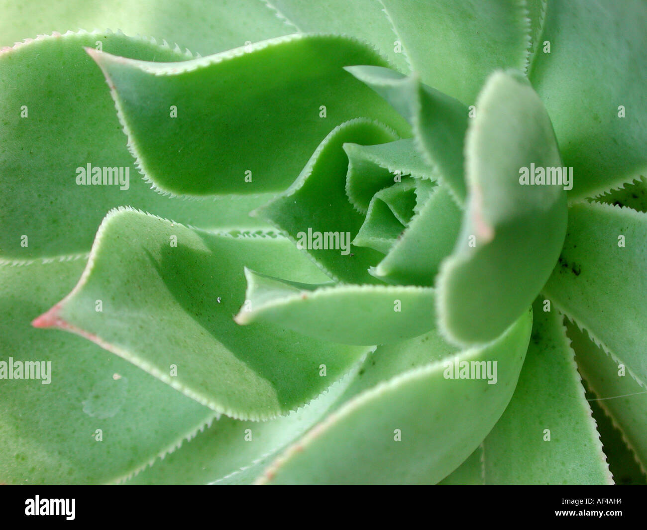 Echeveria leaves / (Echeveria spec Stock Photo - Alamy