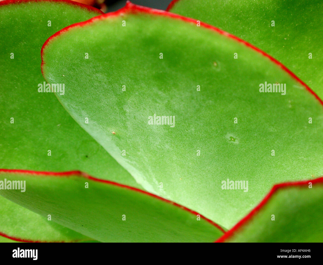Echeveria leaves / (Echeveria spec Stock Photo - Alamy