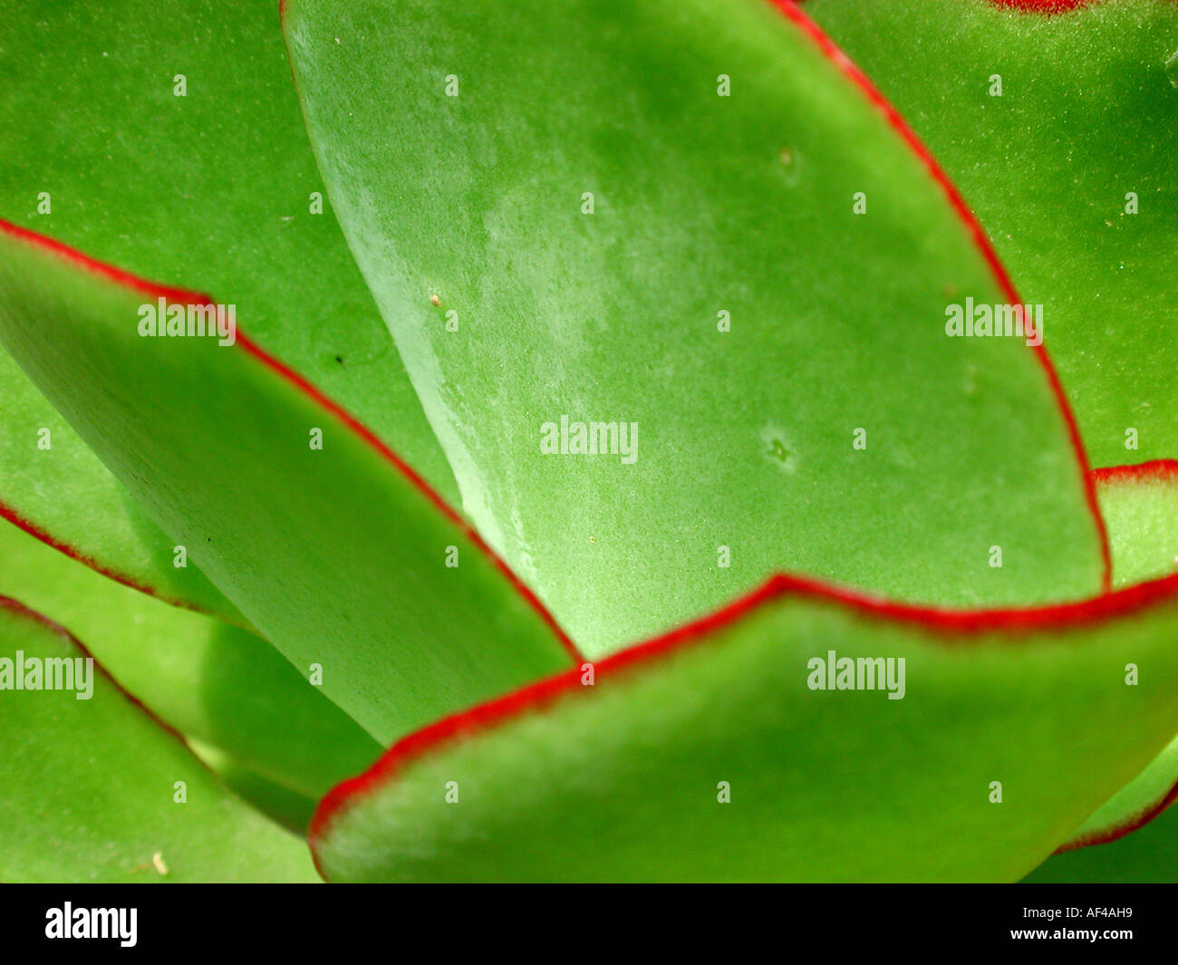Echeveria leaves / (Echeveria spec Stock Photo - Alamy