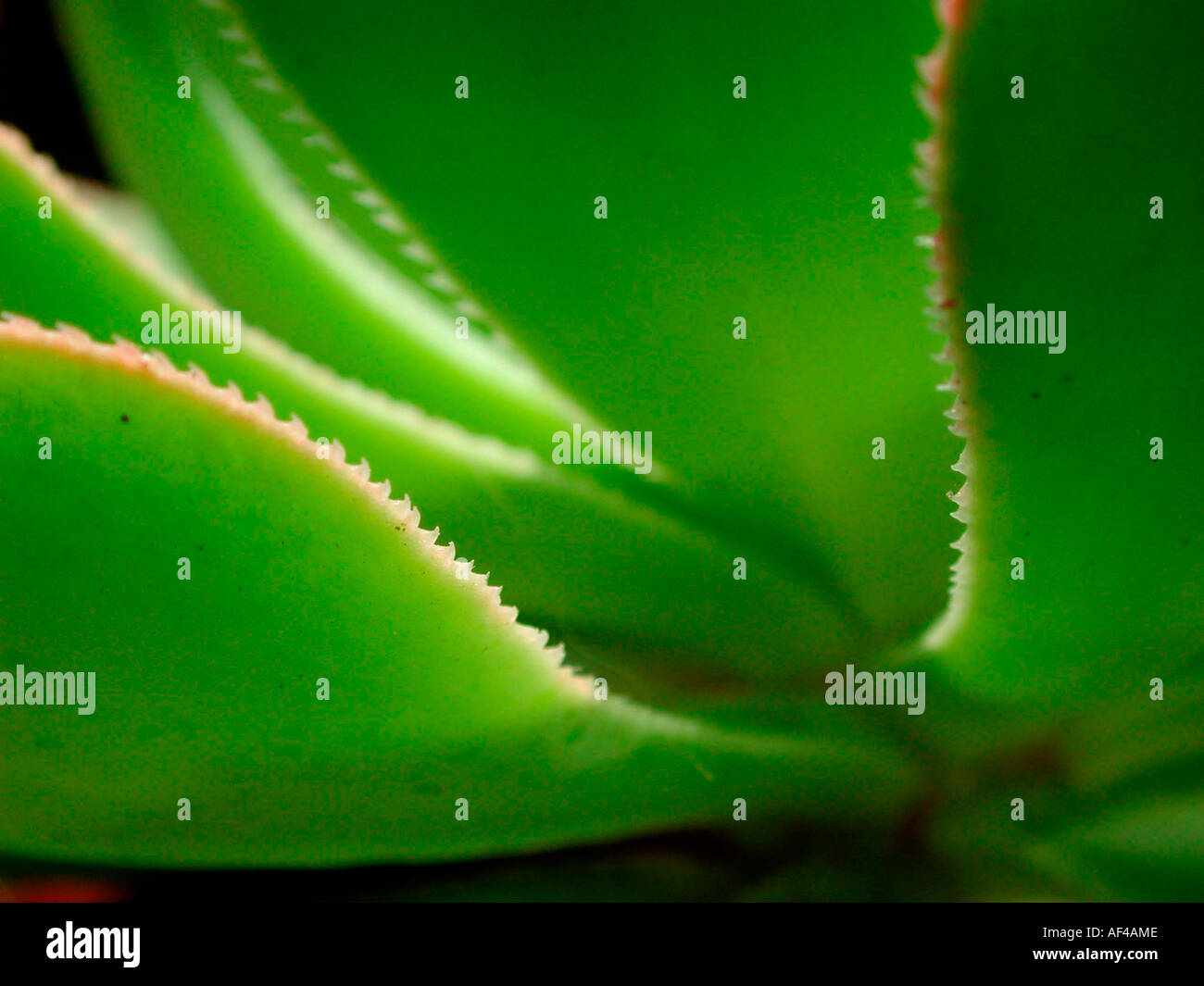 Echeveria leaves / (Echeveria spec Stock Photo - Alamy