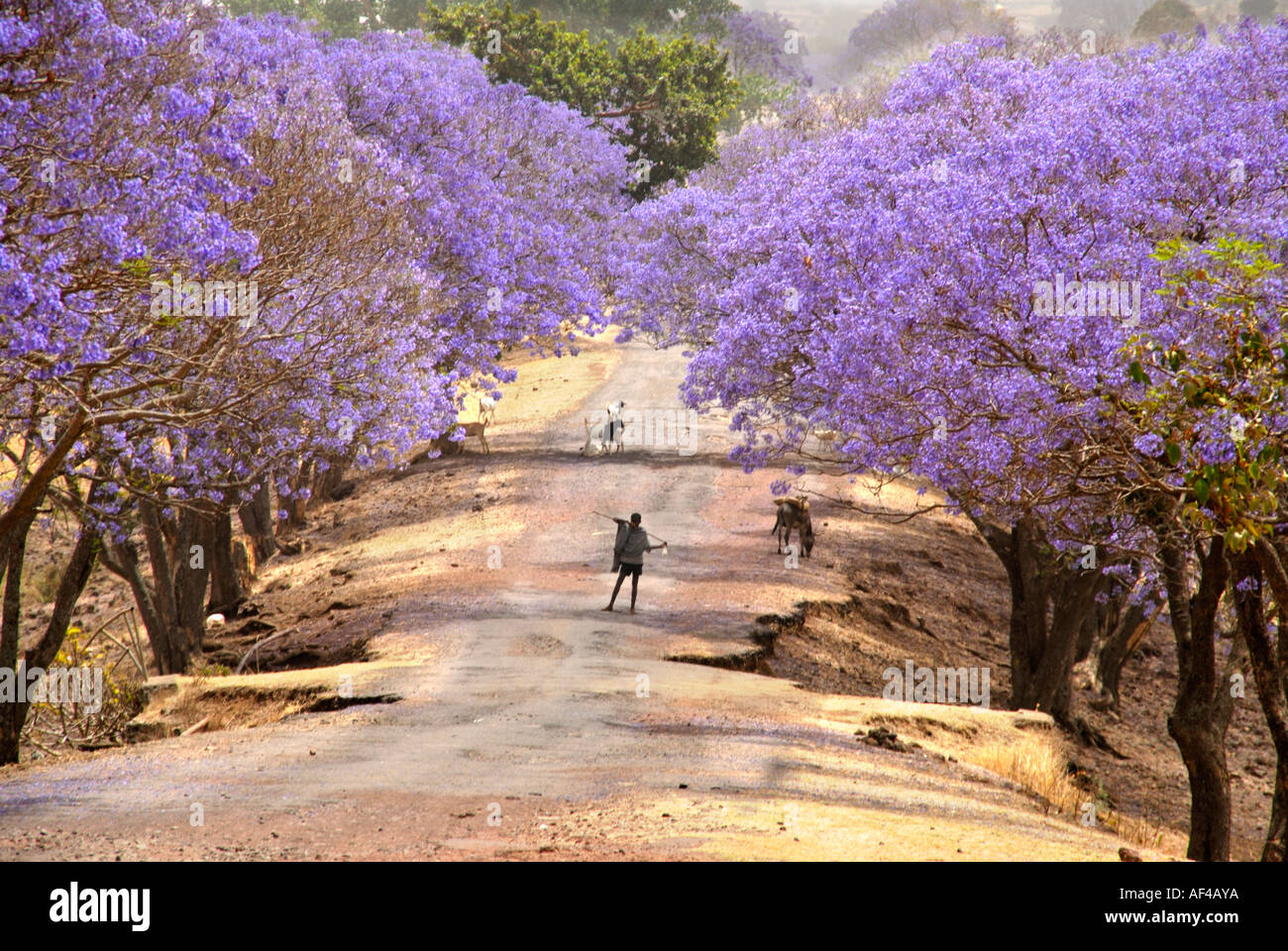Alley of blue flowering Jakaranda trees near Bahir Dar Ethiopia Stock ...