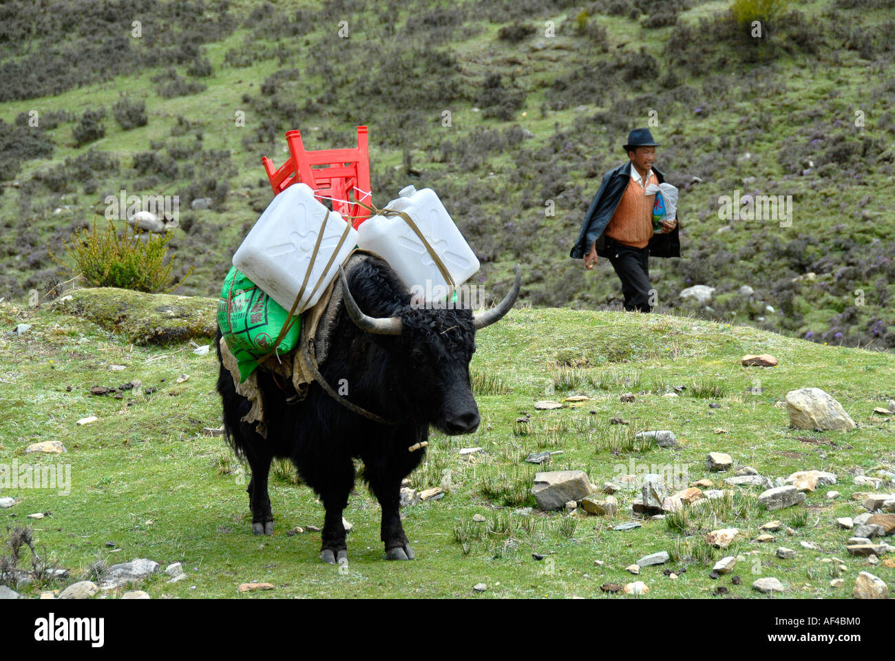 Yak man leads packed yak Yama Do Tibet China Stock Photo - Alamy