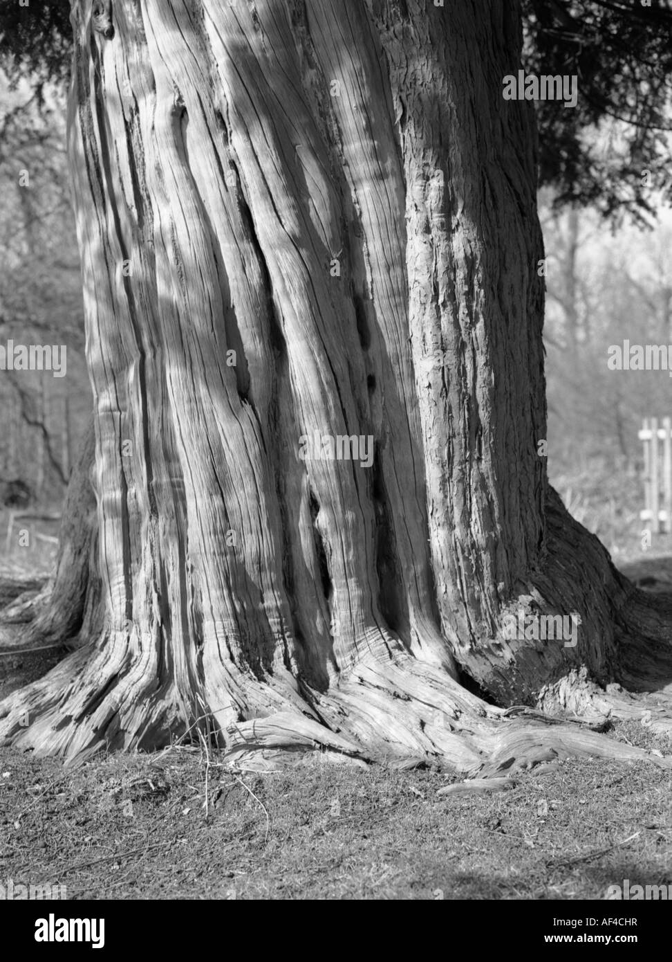 Detail of an old tree trunk Stock Photo - Alamy