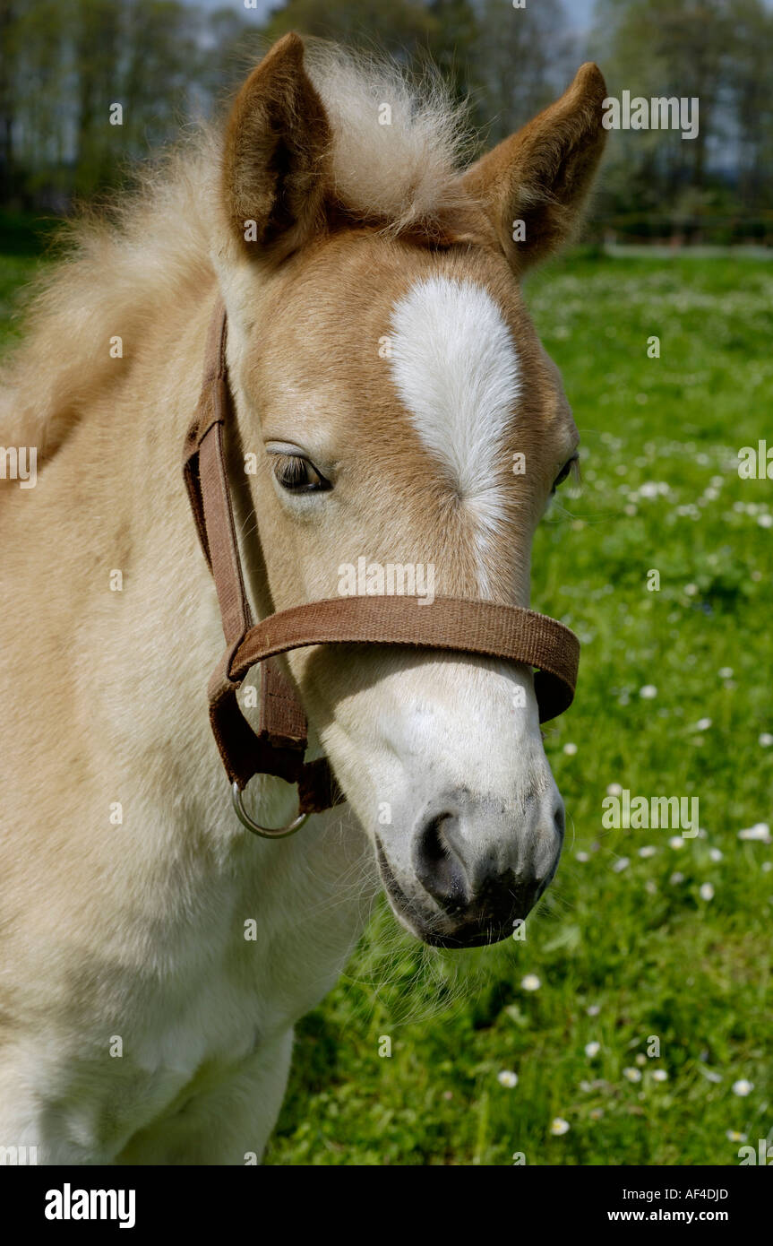 11 days old Haflinger foal, portrait Stock Photo - Alamy