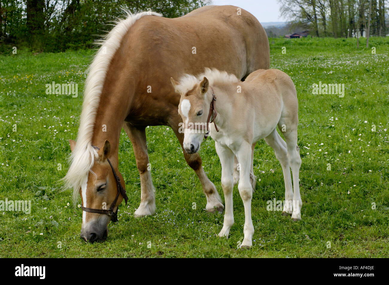 11 days old Haflinger foal with Mutter auf der Weide Stock Photo - Alamy