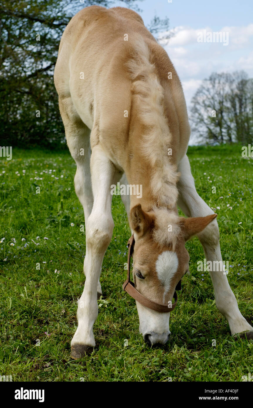 11 days old Haflinger foal at grazing Stock Photo - Alamy