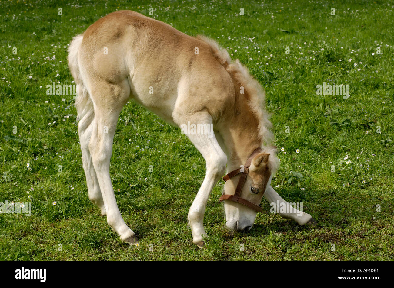 11 days old Haflinger foal at grazing Stock Photo - Alamy