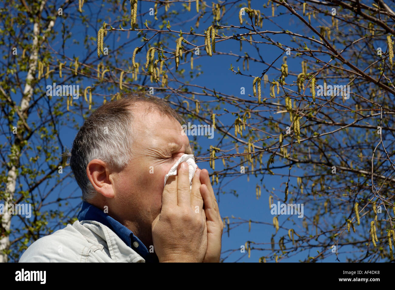 Disease beech hi-res stock photography and images - Alamy