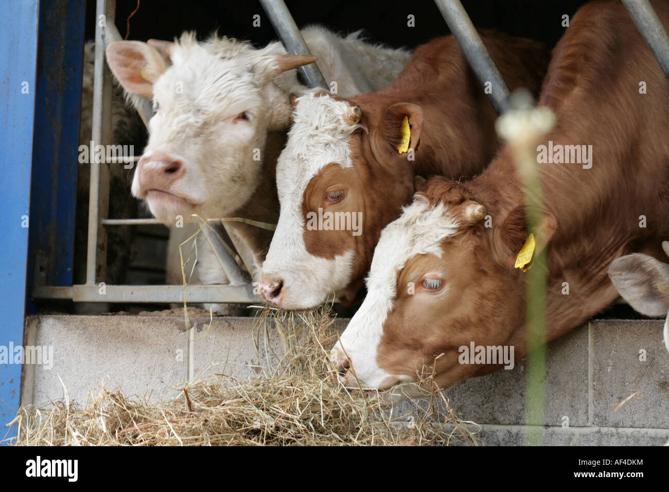 Beef cattle feeding in their barn on a farm in winter The Peak District ...