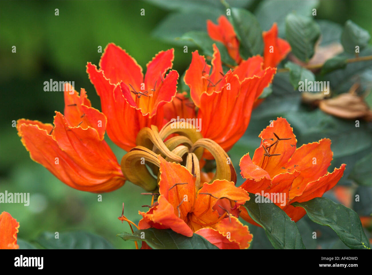 Tulip tree El Yunque National Forest Puerto Rico Stock Photo - Alamy