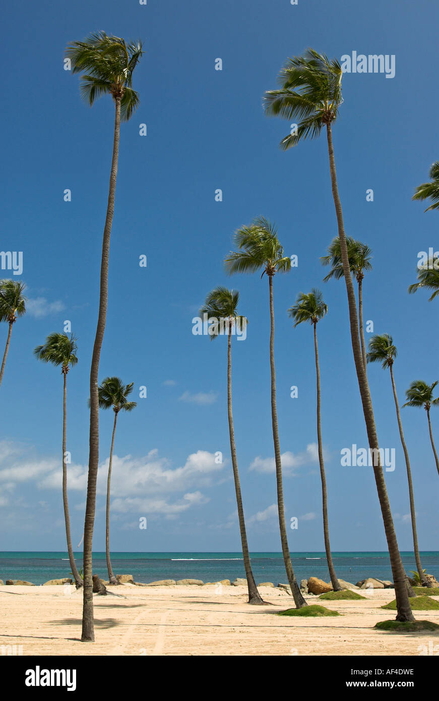 Paradisus puerto rico hi-res stock photography and images - Alamy