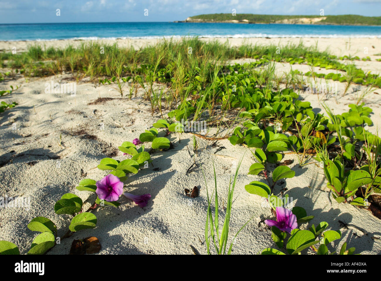 Vieques island puerto rico hi-res stock photography and images - Alamy
