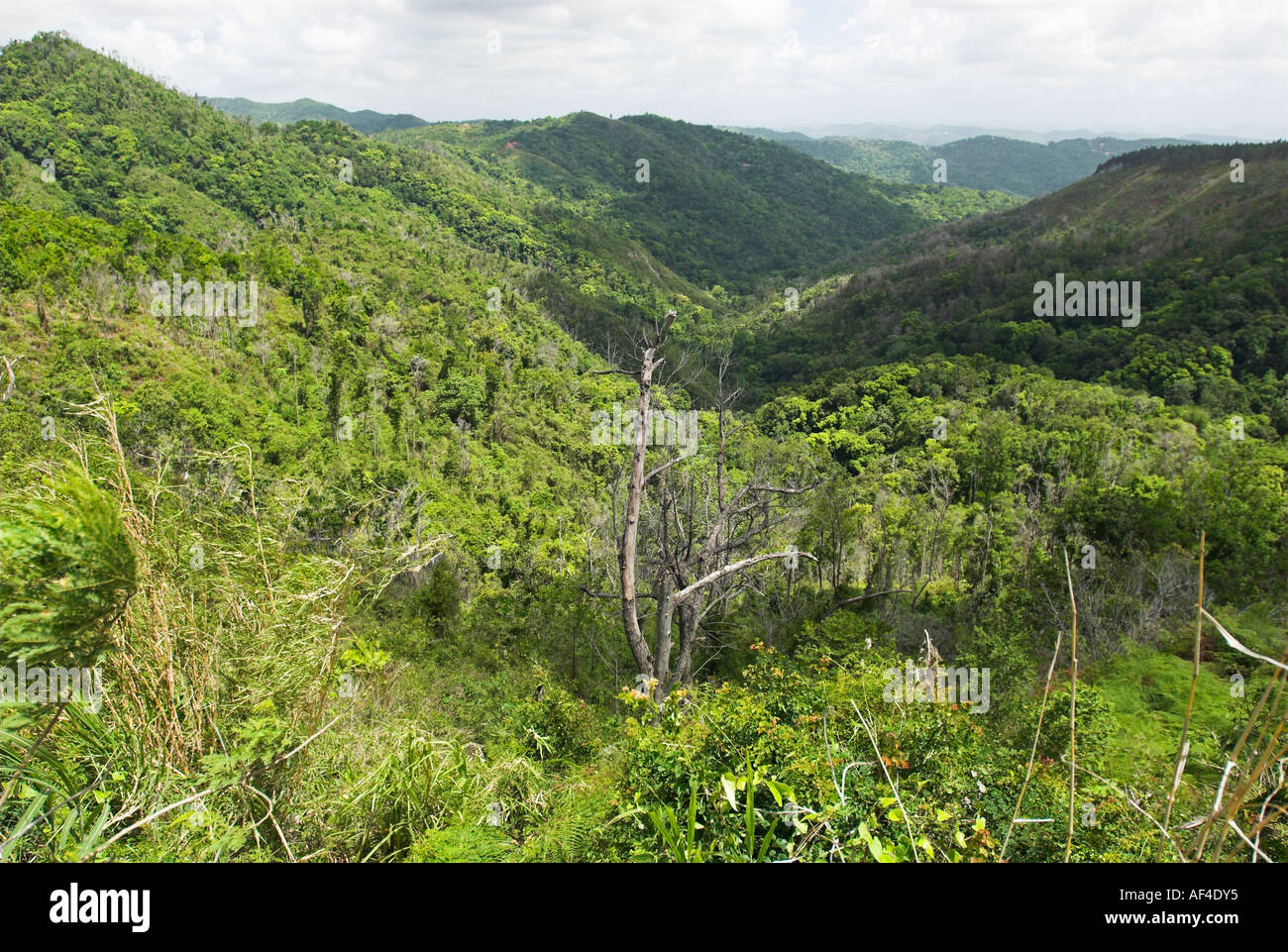 Rainforest rain forest puerto rico hi-res stock photography and images ...