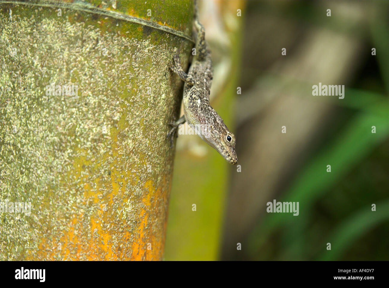 Puerto rico forest lizard hi-res stock photography and images - Alamy