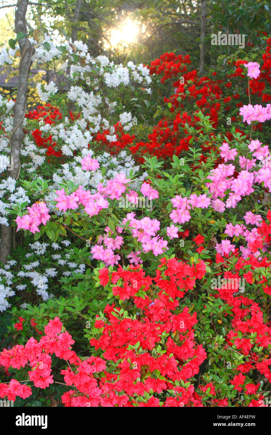 Magnoliophyta class hi-res stock photography and images - Alamy