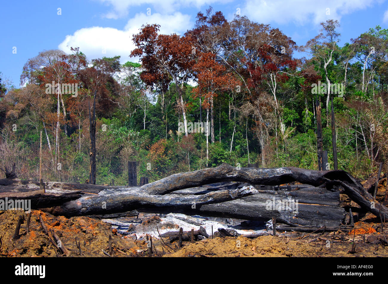 Brazil deforestation burn hi-res stock photography and images - Alamy