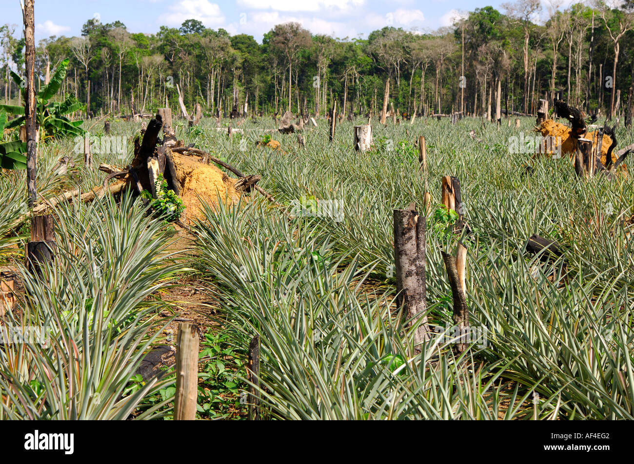 Pineapple plantation on cleared forest areas in the Amazon rainforest ...