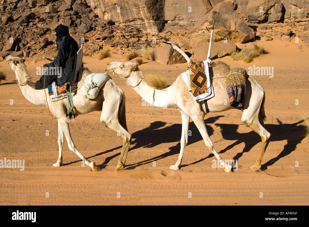 Nomad camel riders hi-res stock photography and images - Alamy