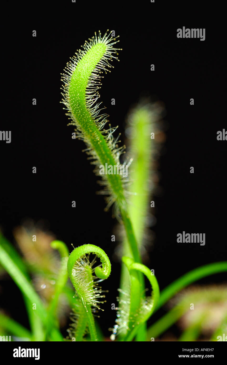 Cape sundew Drosera capensis Stock Photo - Alamy