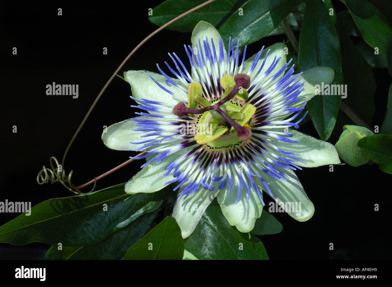 Blue or Common Passion Flower Passiflora caerulea Stock Photo - Alamy