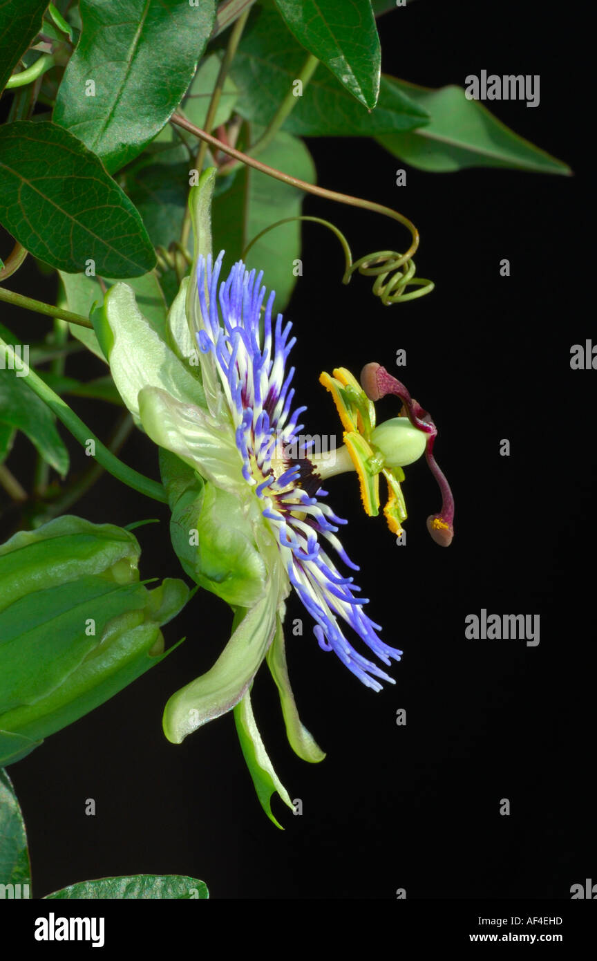 Blue or Common Passion Flower Passiflora caerulea Stock Photo - Alamy