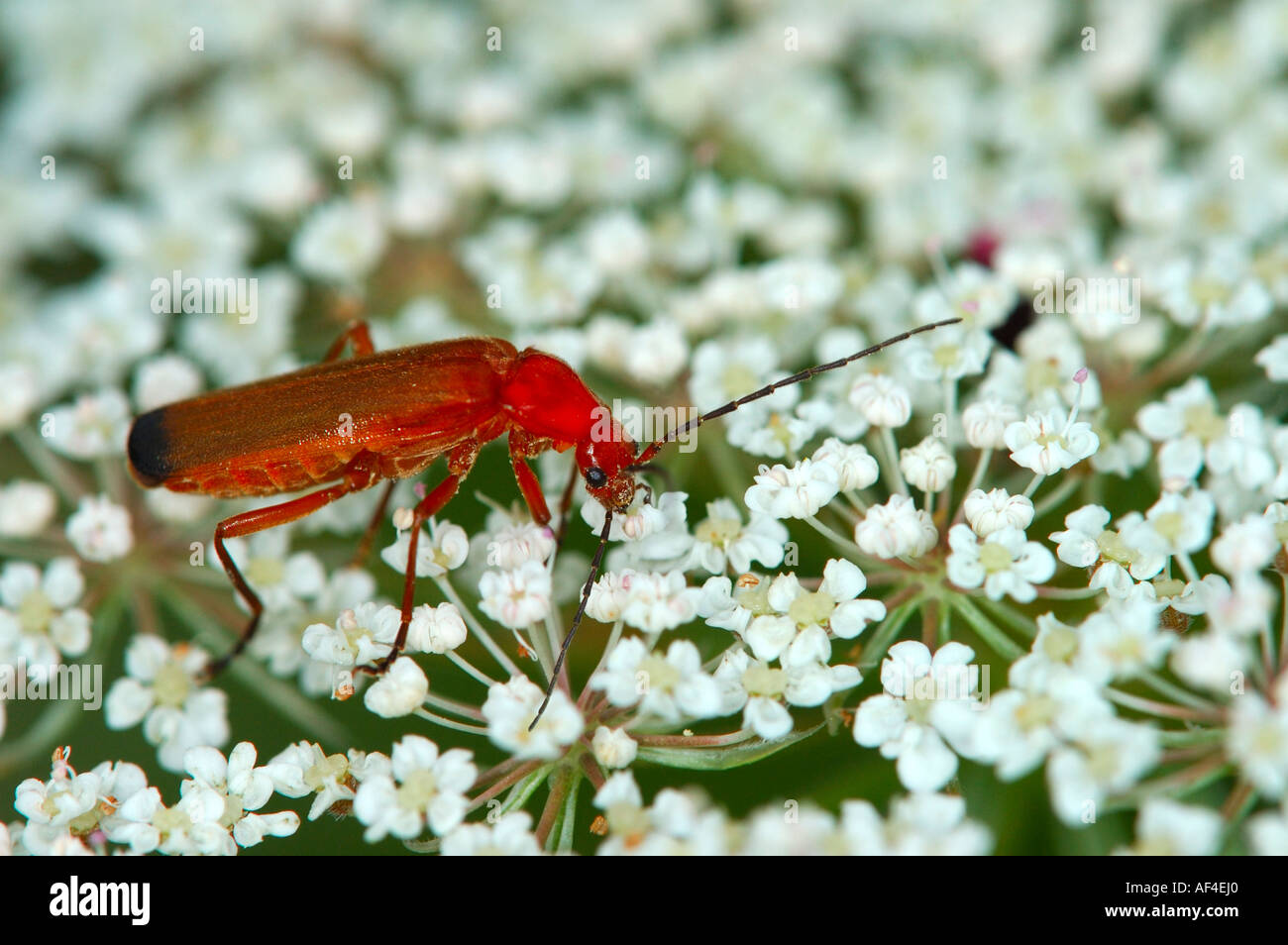 Red headed beetle hi-res stock photography and images - Alamy