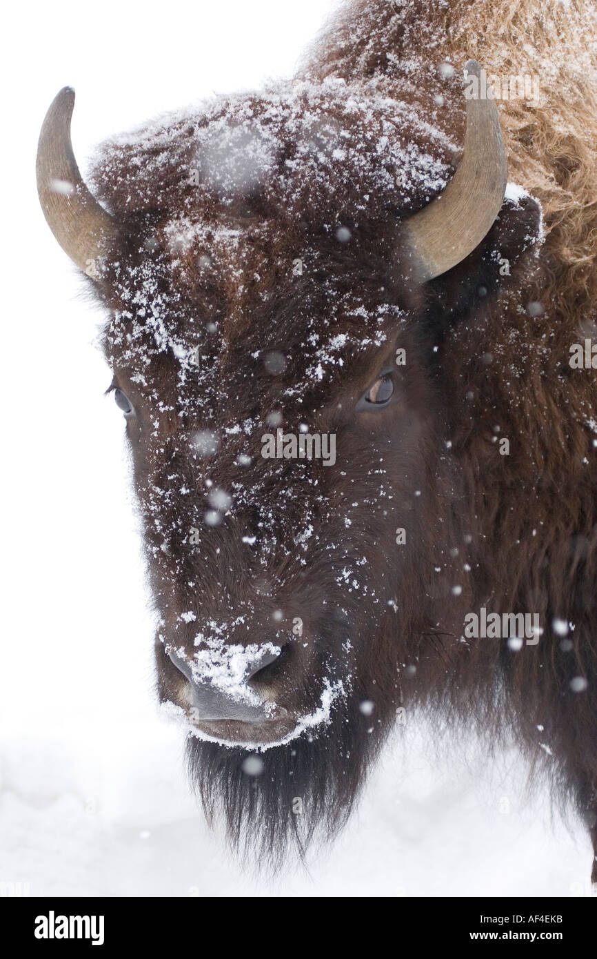 Bison beard hi-res stock photography and images - Alamy