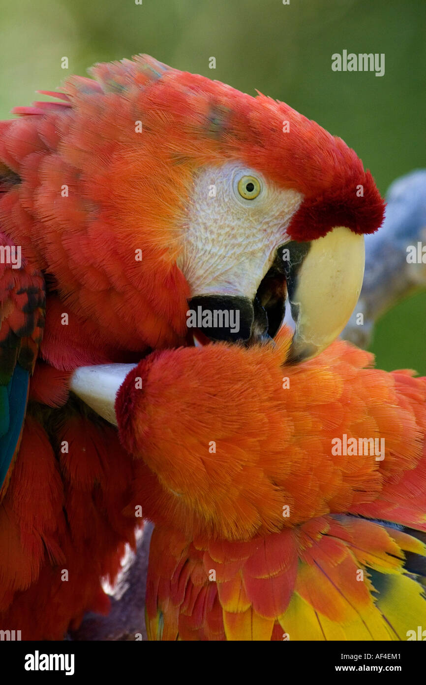 Two Scarlet Macaw preening Stock Photo - Alamy