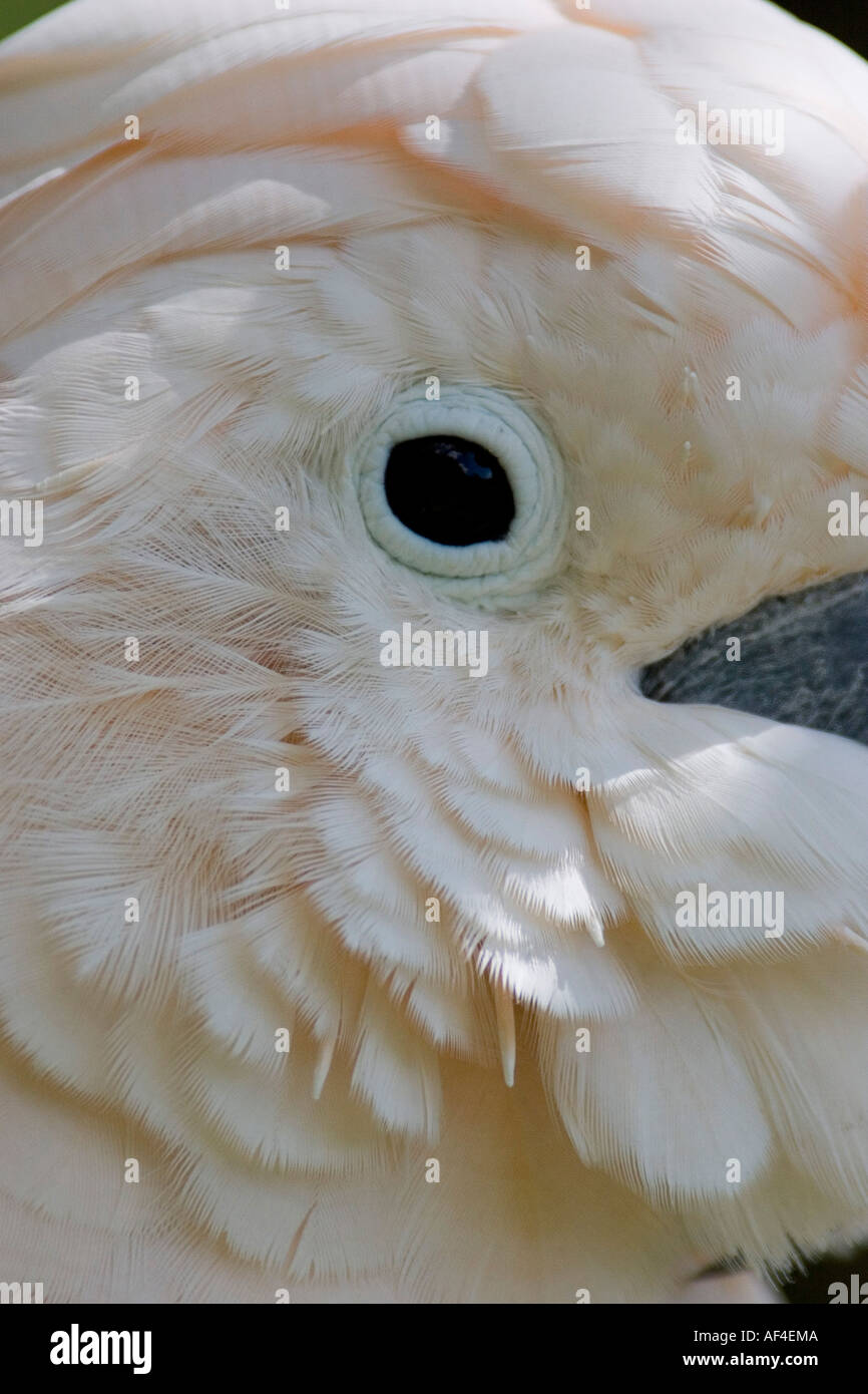 The eye of a cockatoo Stock Photo - Alamy