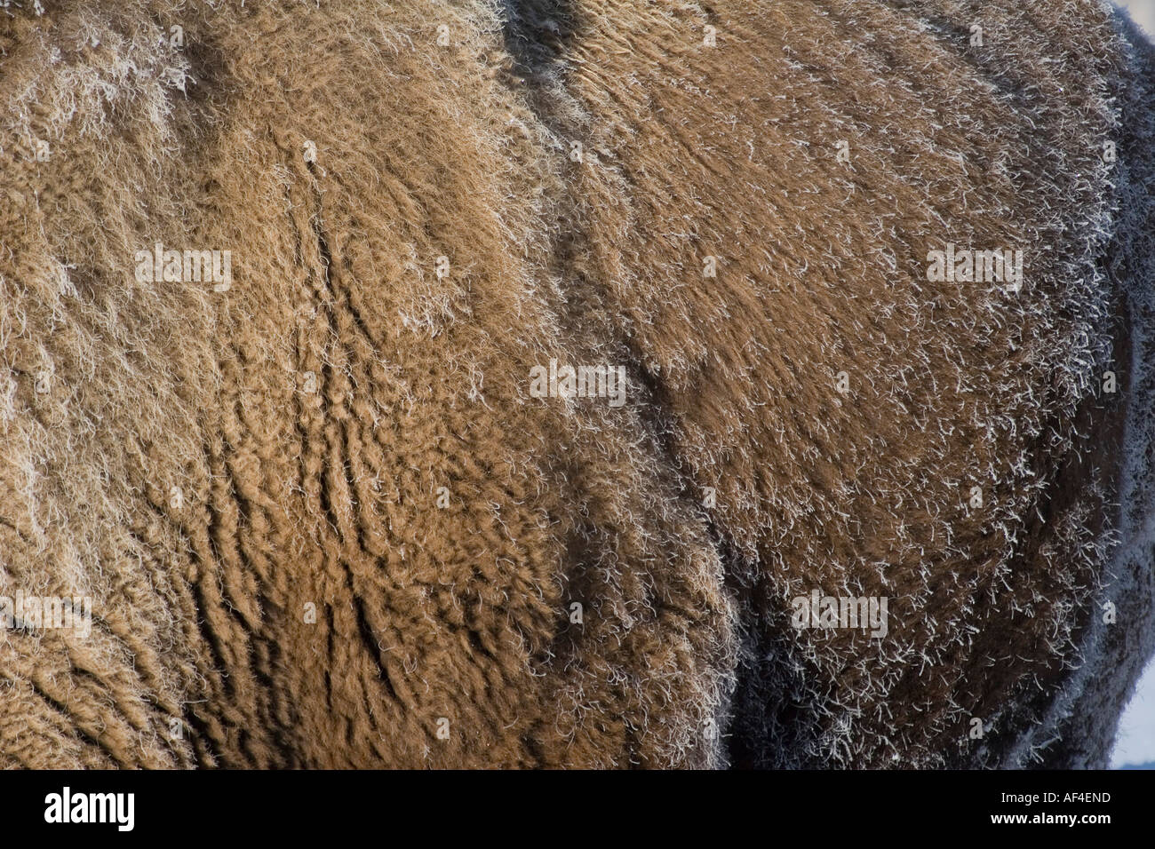 Detail of a bison coat Stock Photo - Alamy