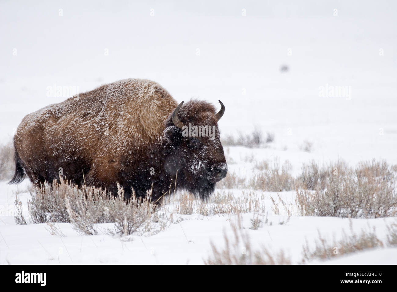 Buffalo in snowstorm hi-res stock photography and images - Alamy