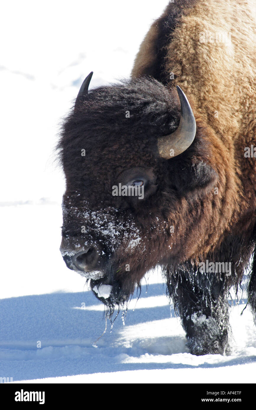 Bison beard hi-res stock photography and images - Alamy