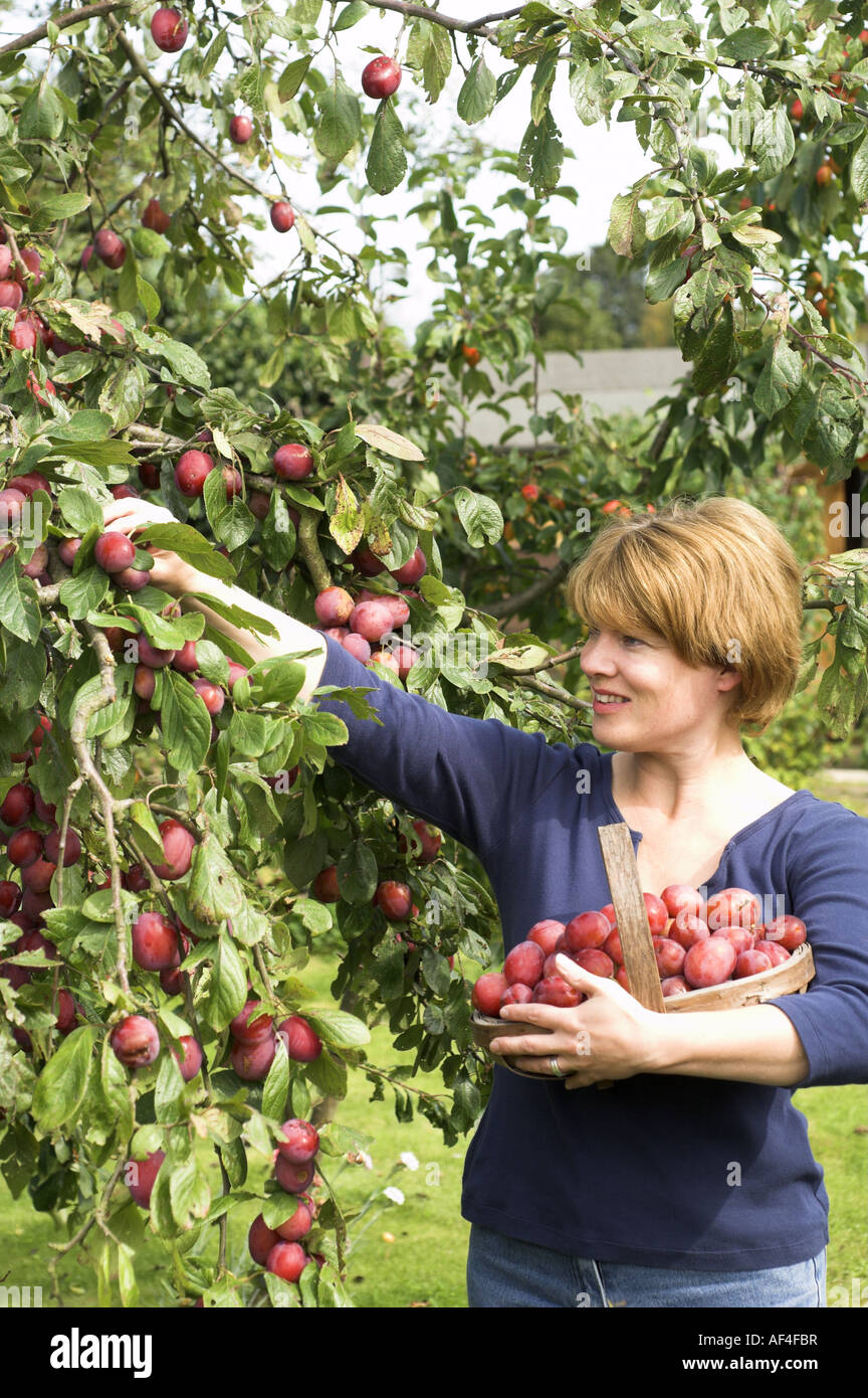 Woman picking ripe Victoria Plums in country garden with trug full of ...