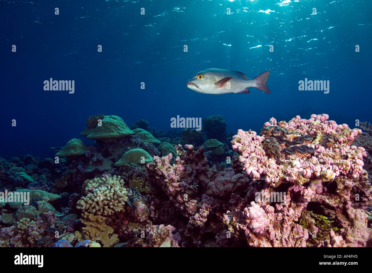 Coral reef research researcher hi-res stock photography and images - Alamy