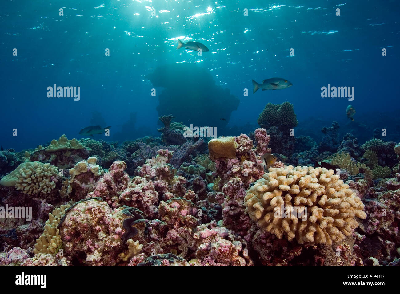 Kingman Reef High Resolution Stock Photography and Images - Alamy