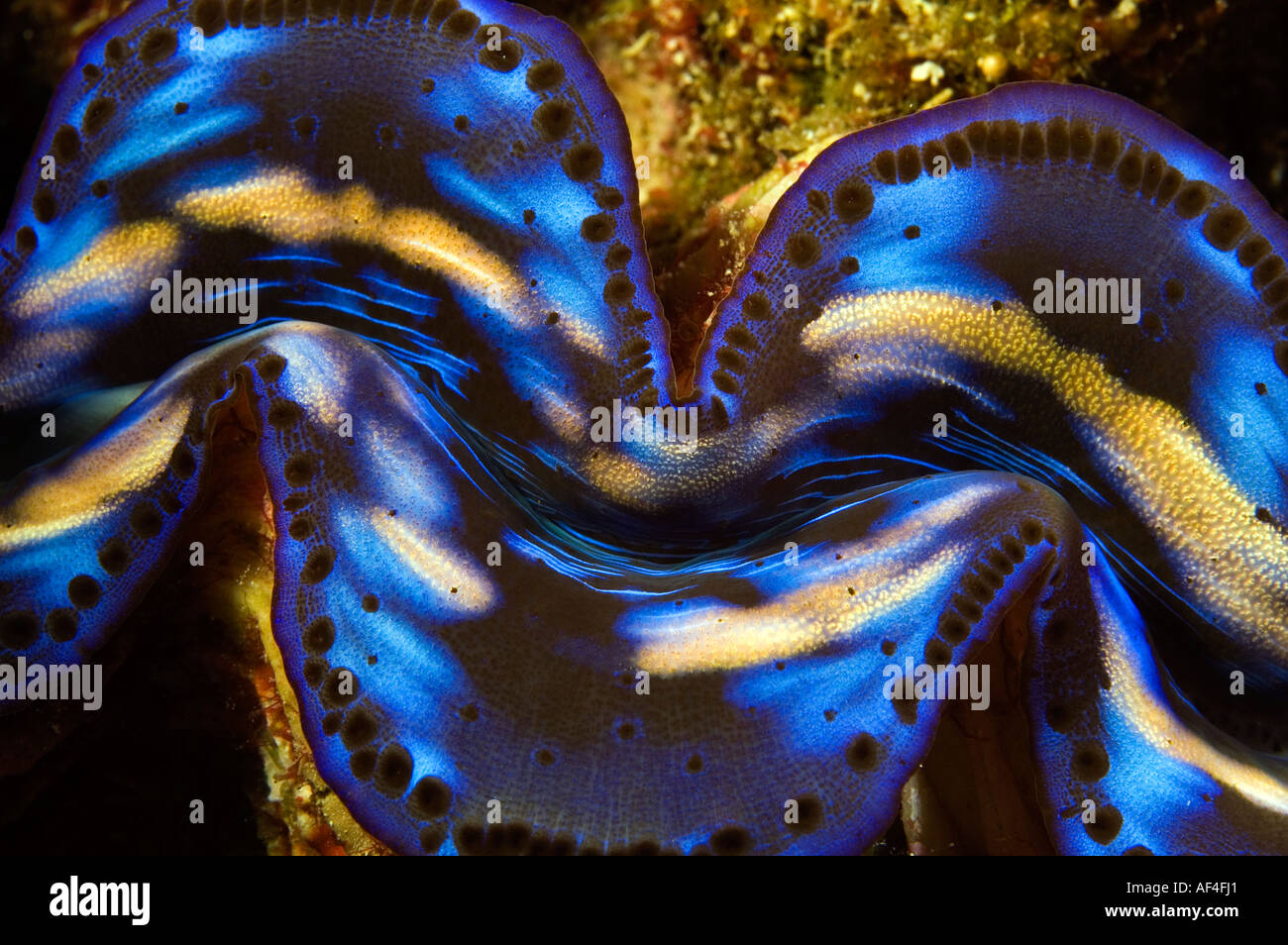 Giant clam south pacific hi-res stock photography and images - Alamy