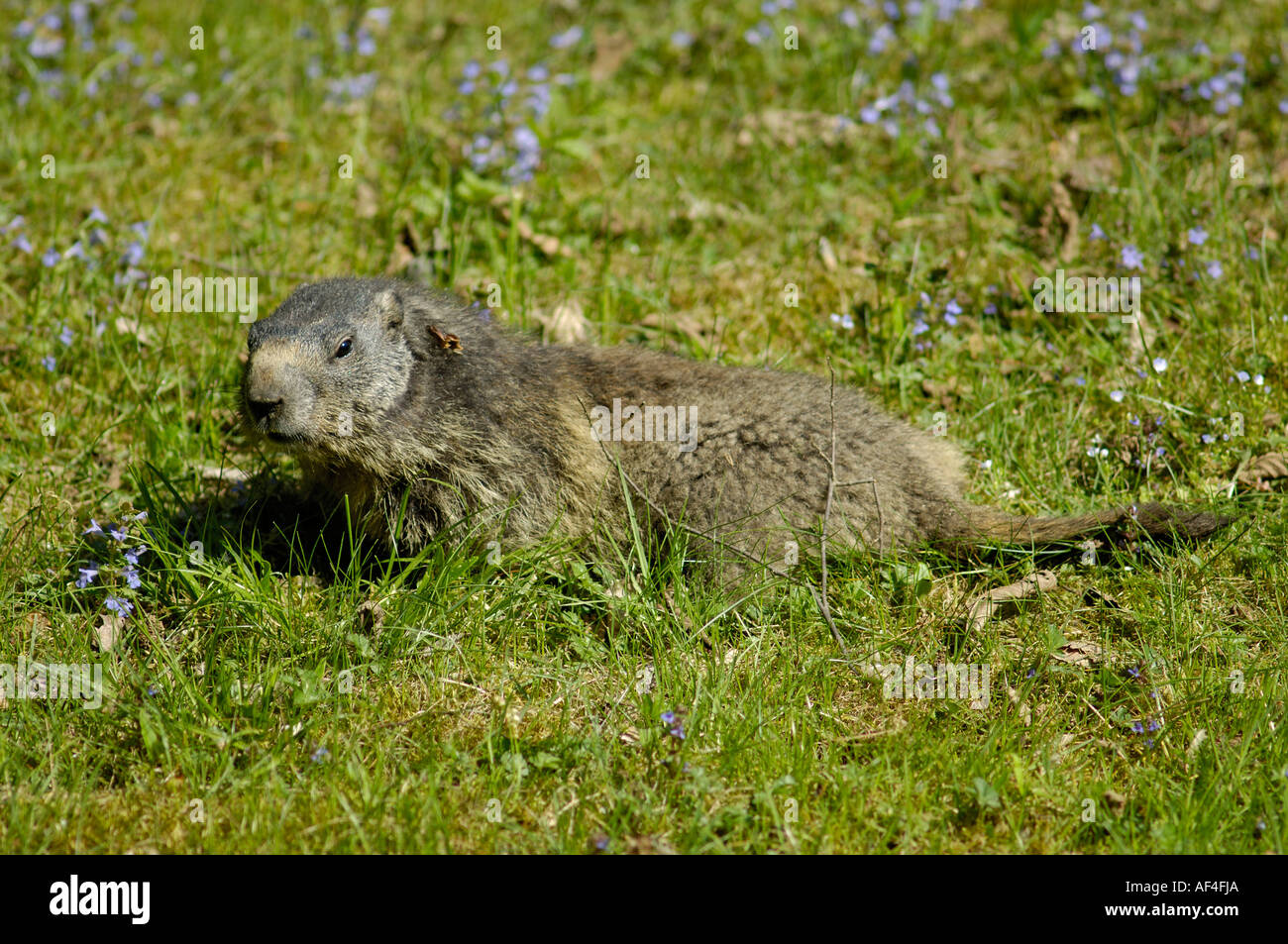Groundhog (Marmota marmota), zoo Hellabrunn, Munich, Bavaria, Germany ...