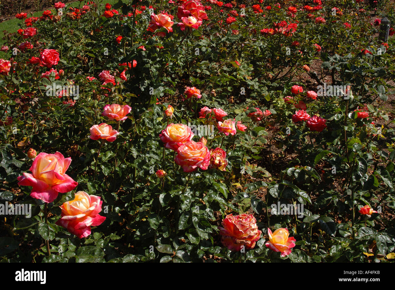 Roses on photo hi-res stock photography and images - Alamy