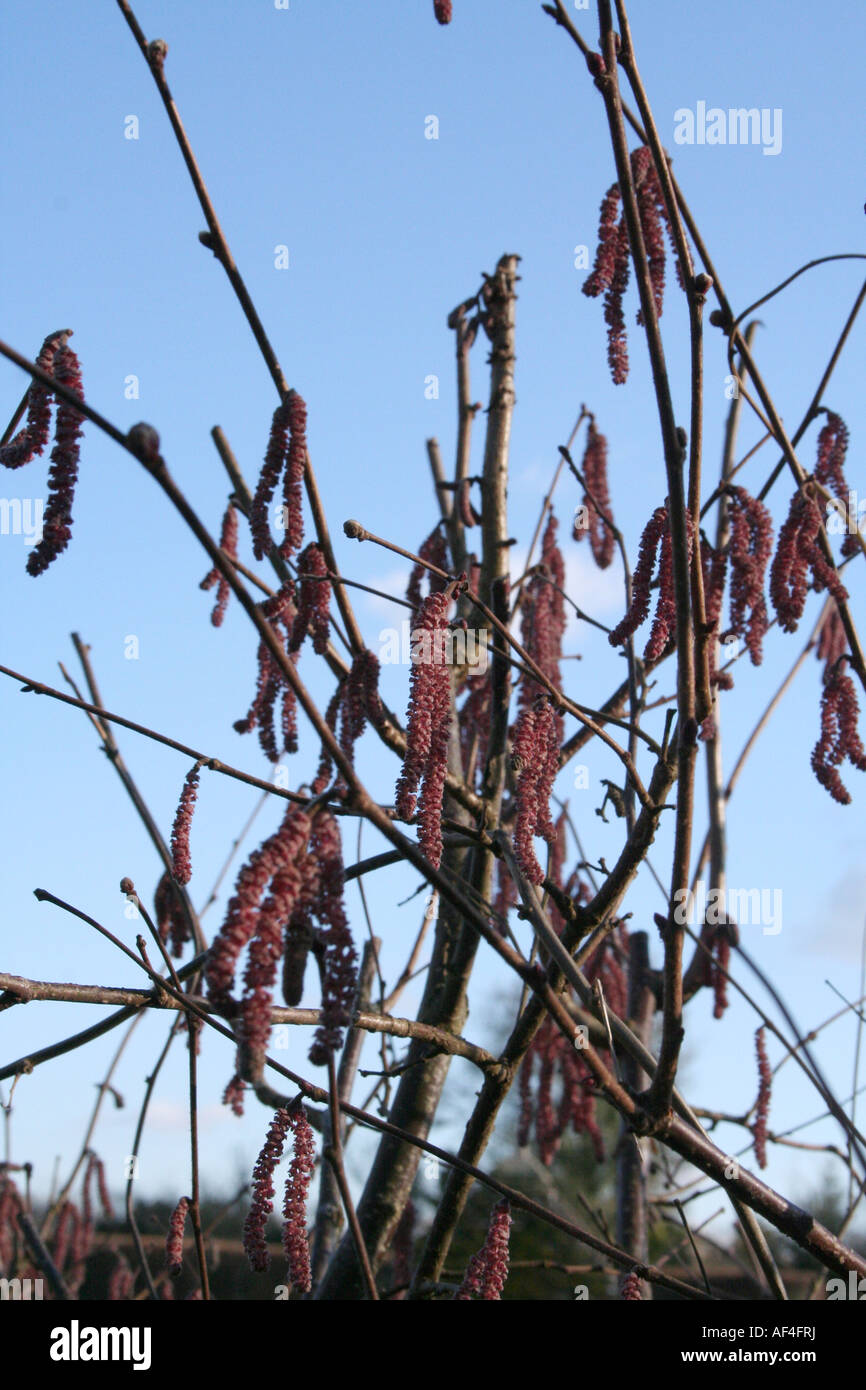Hazel Tree (Corylus maxima) Red Filbert Stock Photo - Alamy
