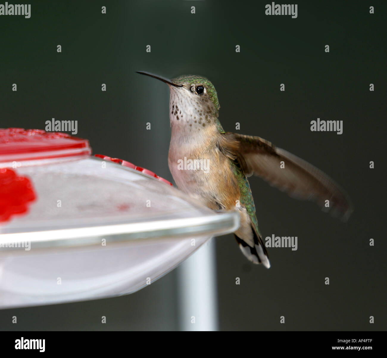 Horizontal Hummingbird at feeder Birds of North America Stock Photo - Alamy