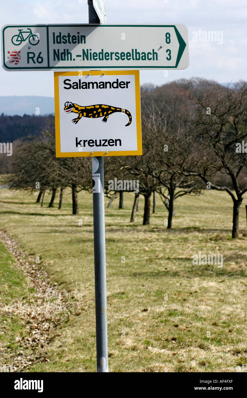 Crossing salamanders hi-res stock photography and images - Alamy
