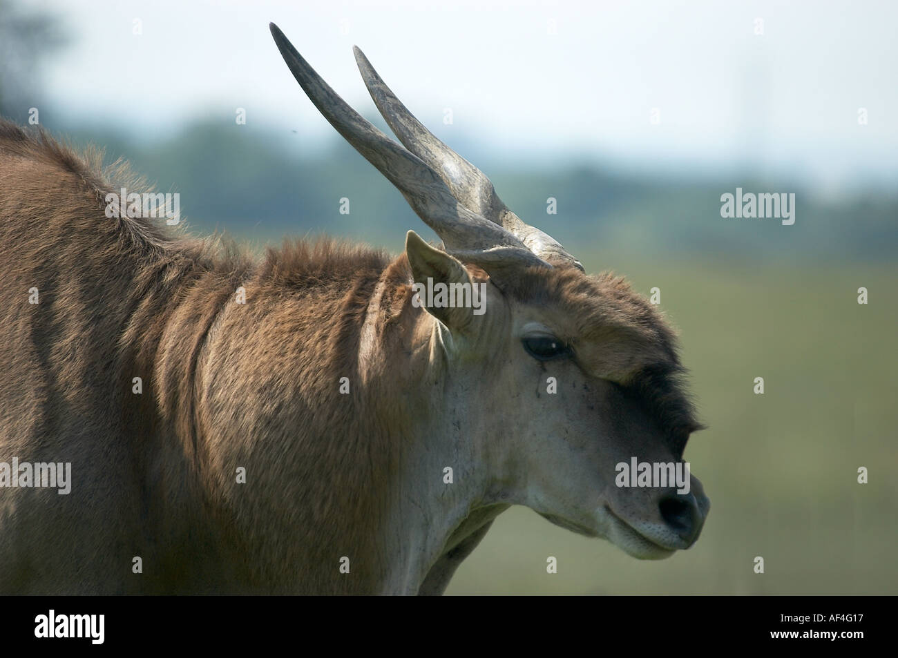 Elan mammal wildlife animal hi-res stock photography and images - Alamy