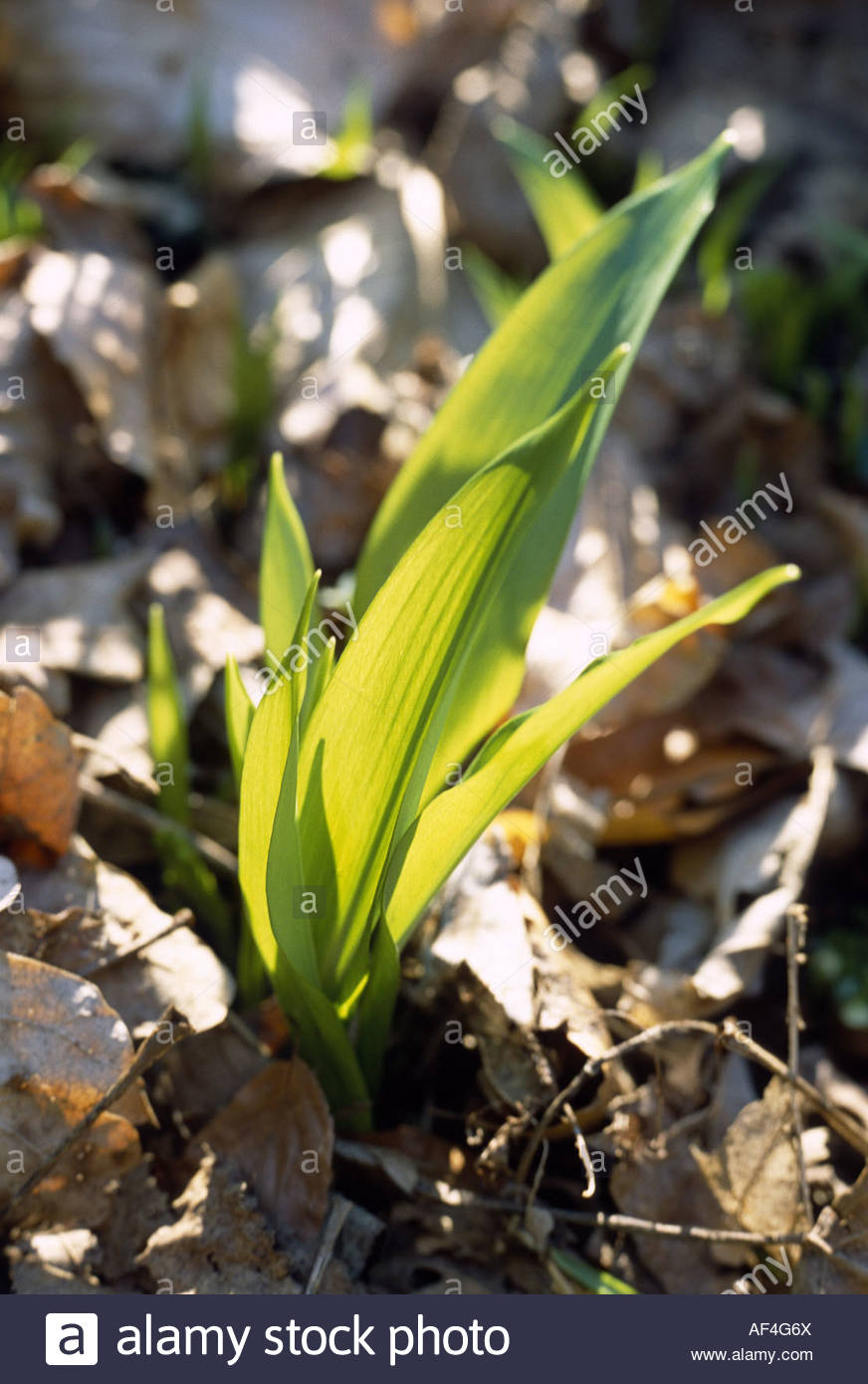 Sprouting Lily Stock Photos & Sprouting Lily Stock Images - Alamy