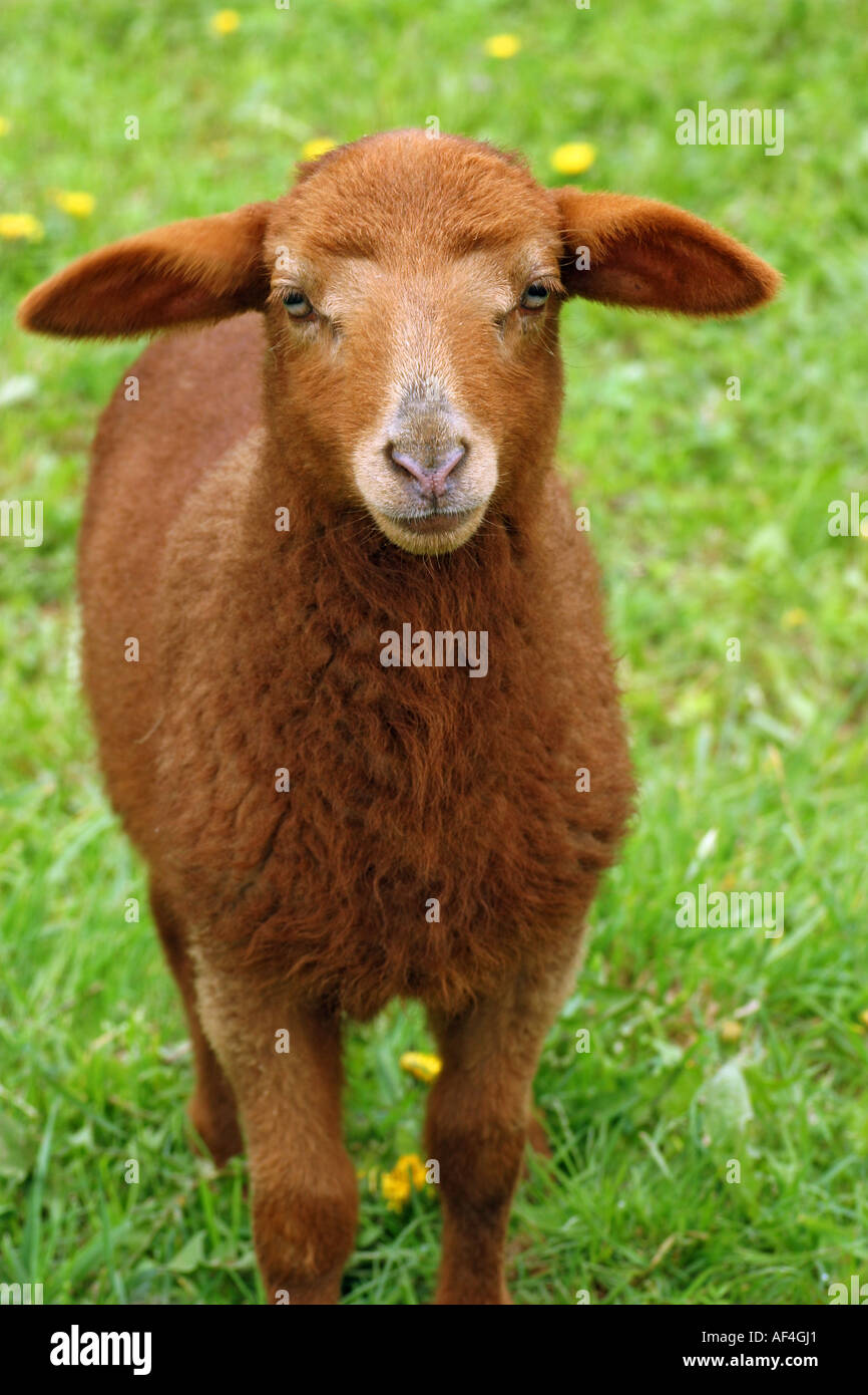 Coburg fox sheep hi-res stock photography and images - Alamy
