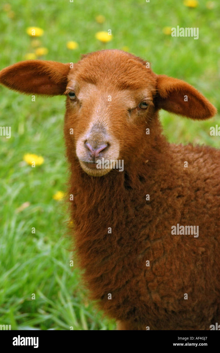 Coburg fox sheep hi-res stock photography and images - Alamy
