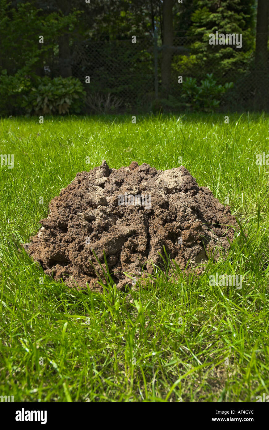 Moles molehill hi-res stock photography and images - Alamy