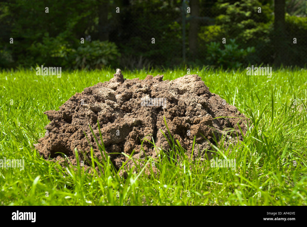 Moles molehill hi-res stock photography and images - Alamy