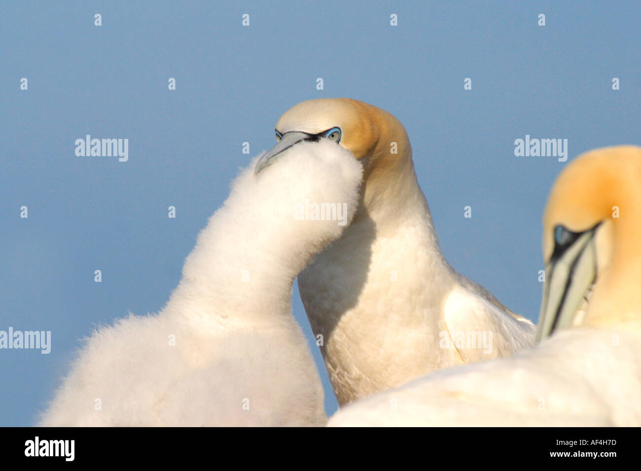 Gannet northern ireland fish hi-res stock photography and images - Alamy