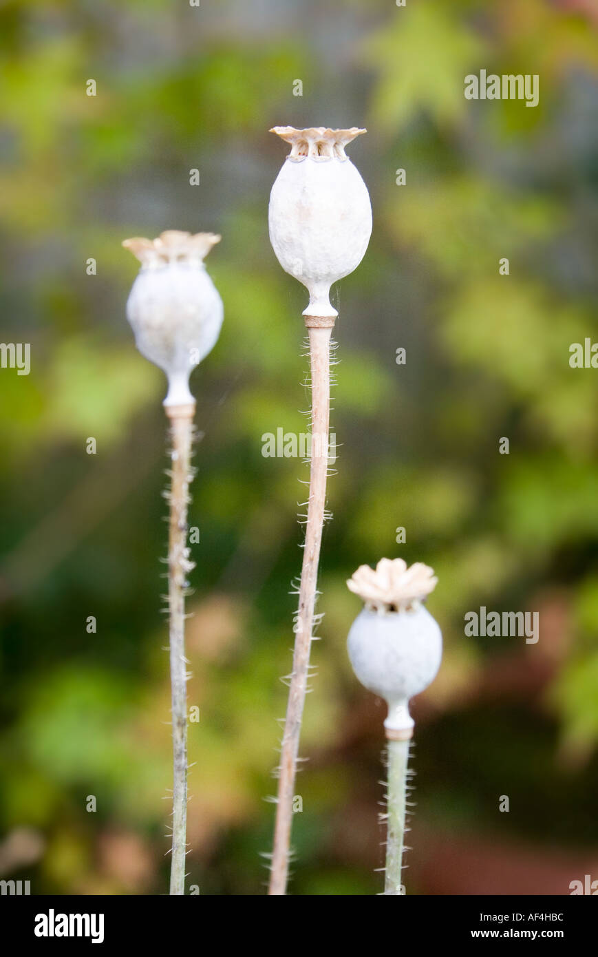 Poppy seed heads Stock Photo - Alamy